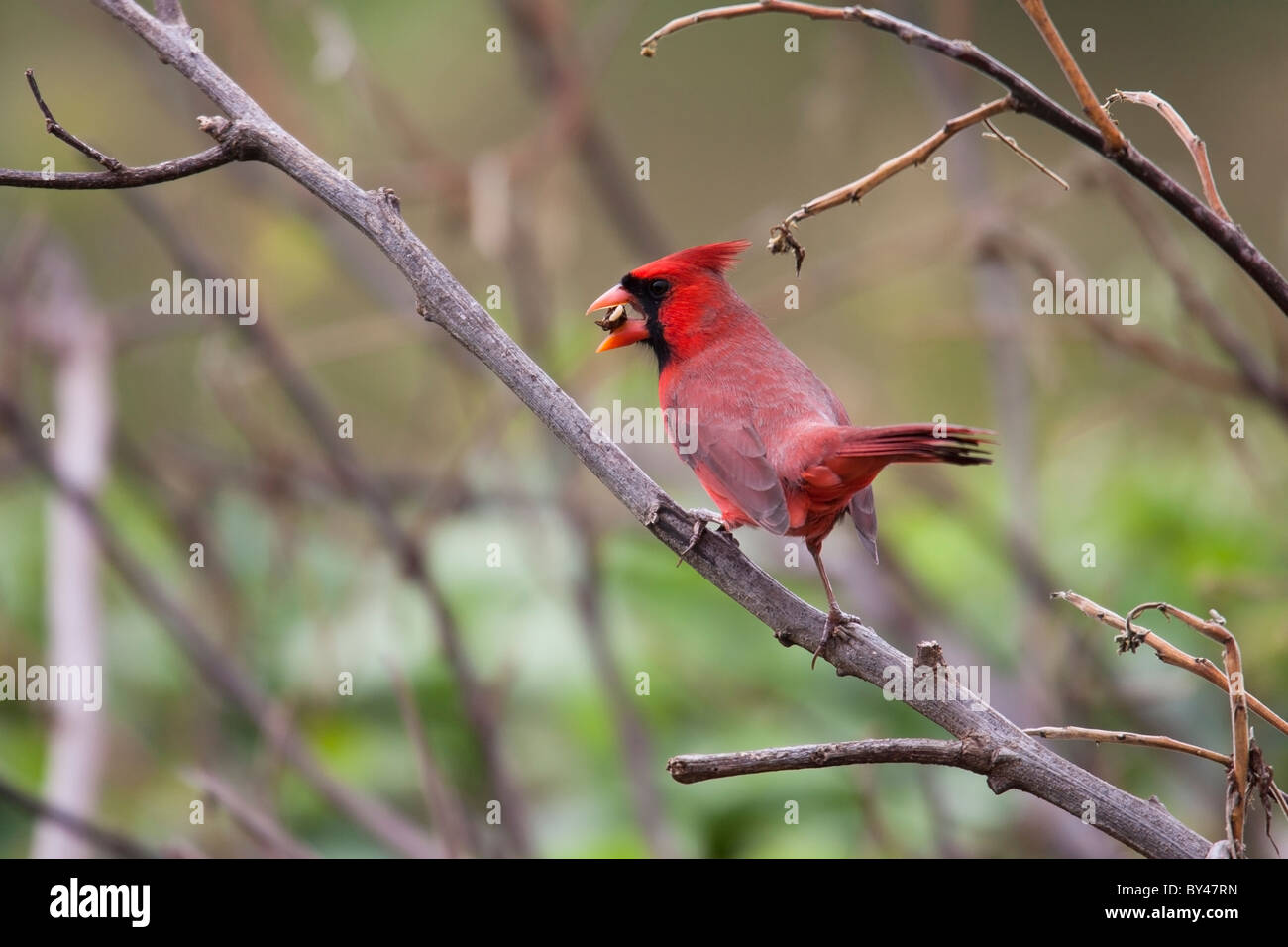 Northern Cardinal (Cardinalis cardinalis), Common subspecies, male ...