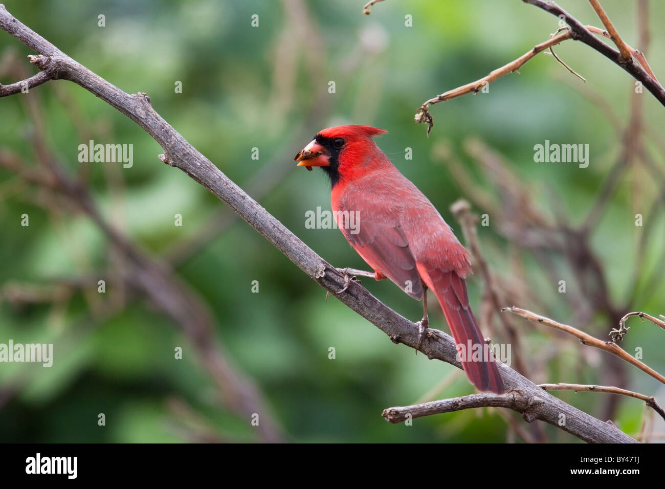 Northern Cardinal (Cardinalis cardinalis), Common subspecies, male ...