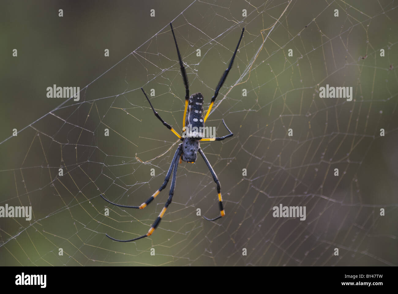 Golden orb spider south africa hi-res stock photography and images - Alamy