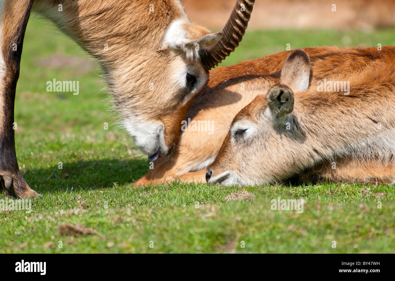 Kobus leche kafuensis hi-res stock photography and images - Alamy