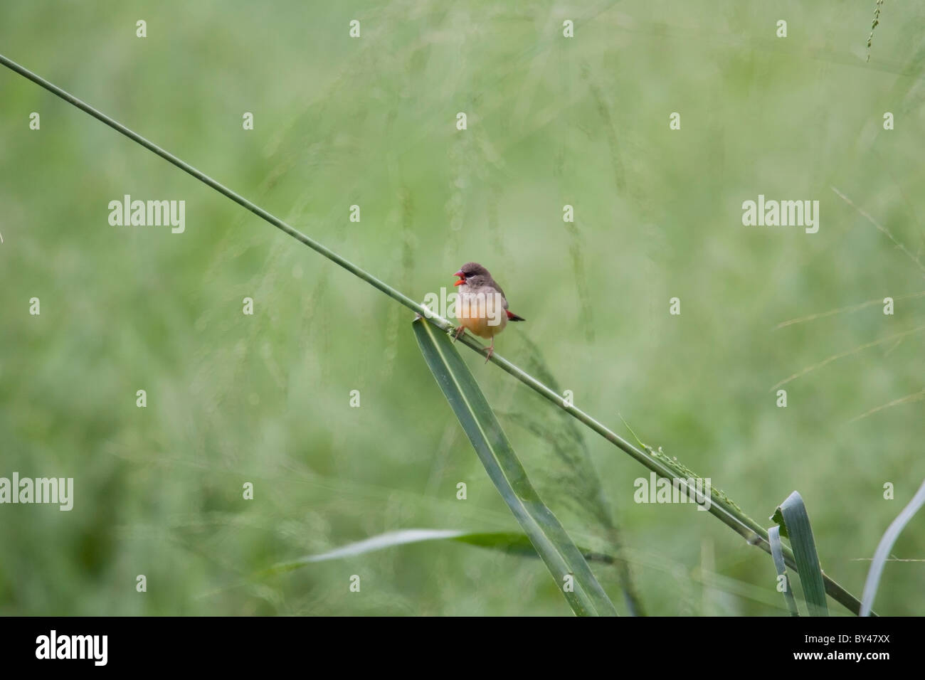 Red avadavat hawaii hi-res stock photography and images - Alamy