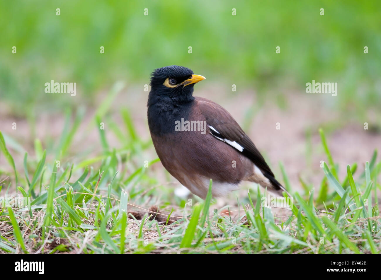 Common Myna (Acridotheres tristis tristis Stock Photo - Alamy