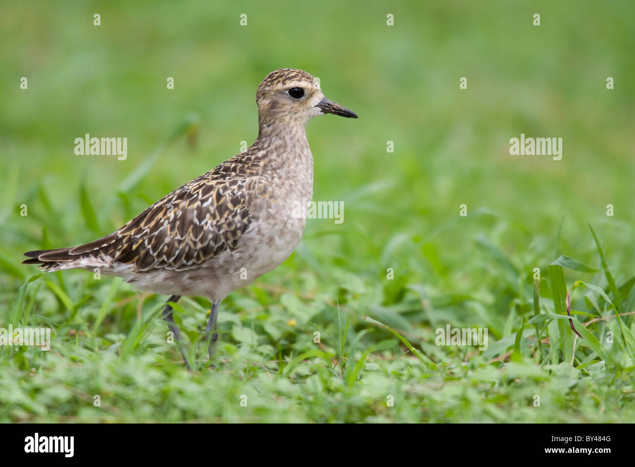 Golden plover winter plumage hi-res stock photography and images - Alamy