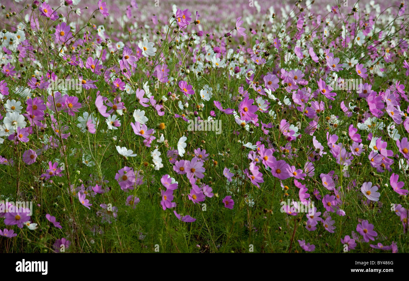 A meadow of cosmos flowers in the countryside Stock Photo - Alamy