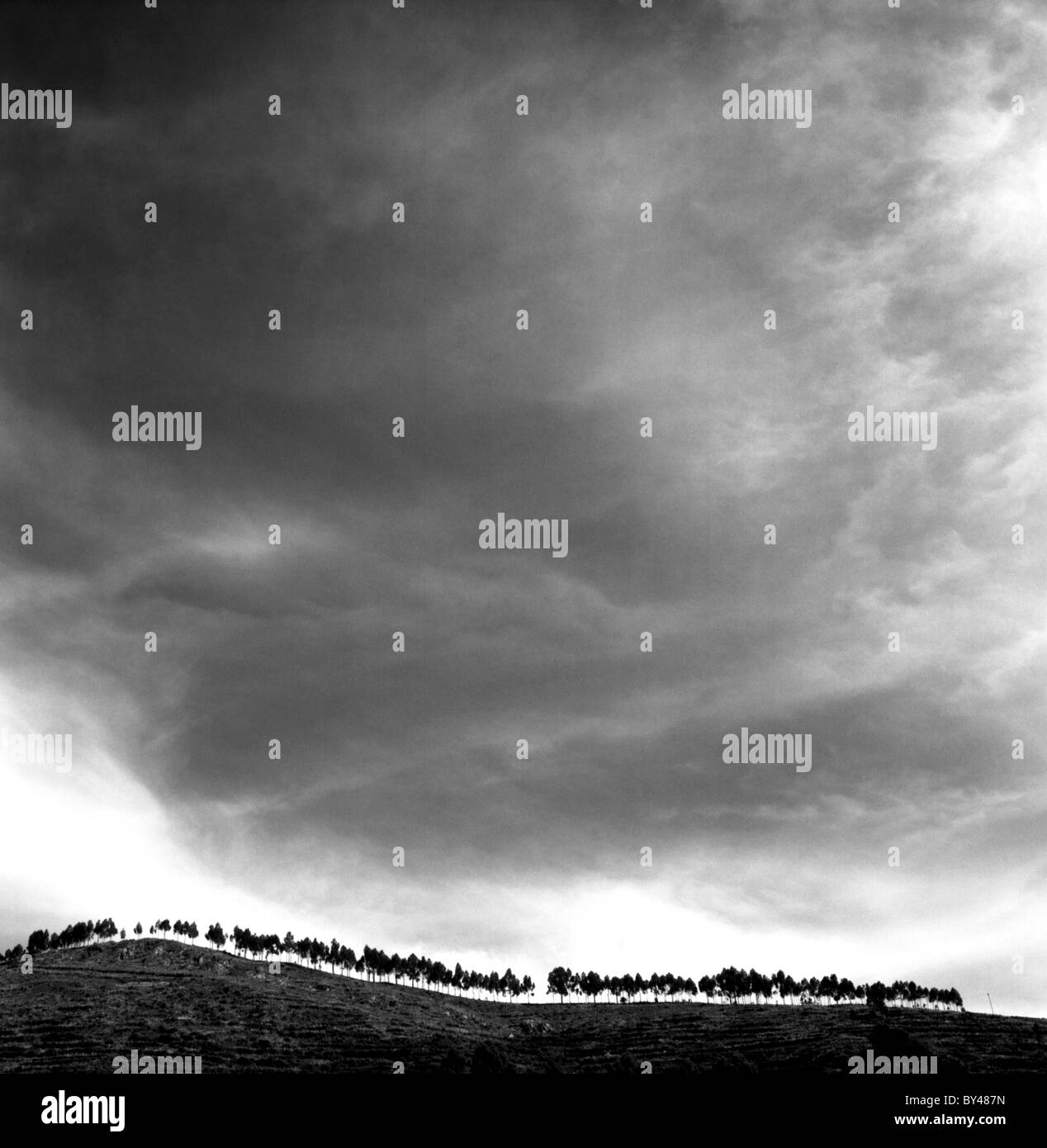 Line if trees Black and White Stock Photos & Images - Alamy