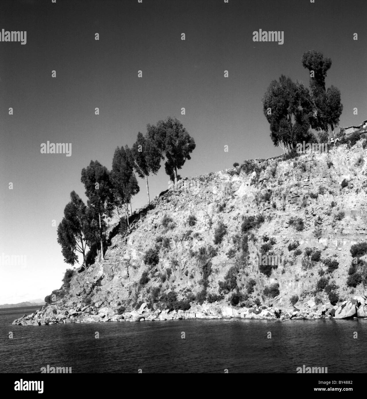 A line of trees in Peru. South America Stock Photo - Alamy