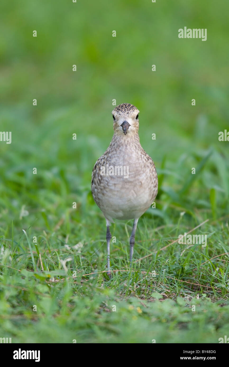Golden plover winter plumage hi-res stock photography and images - Alamy