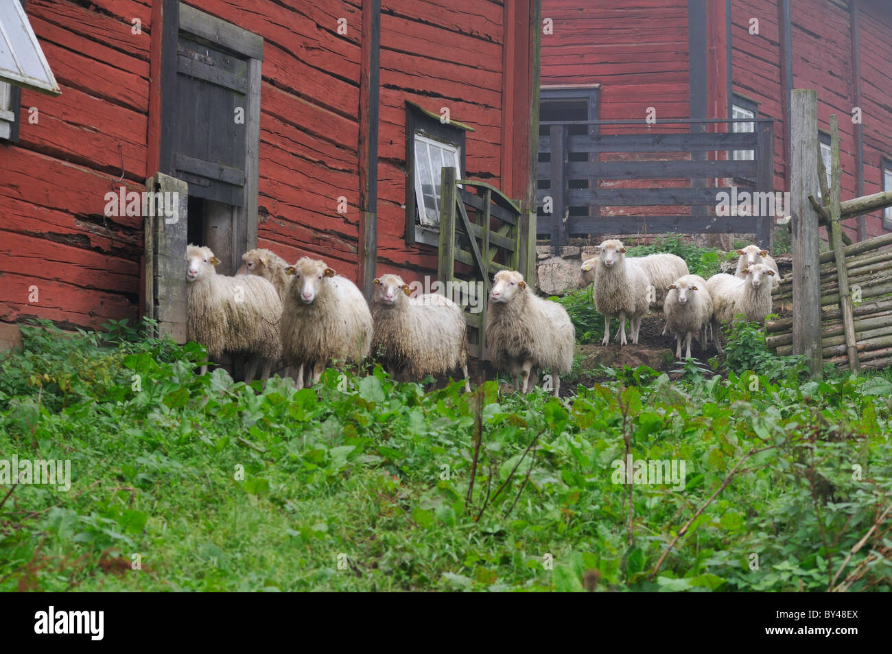 Flock of sheep outside traditional redpainted swedish cow-house Stock ...
