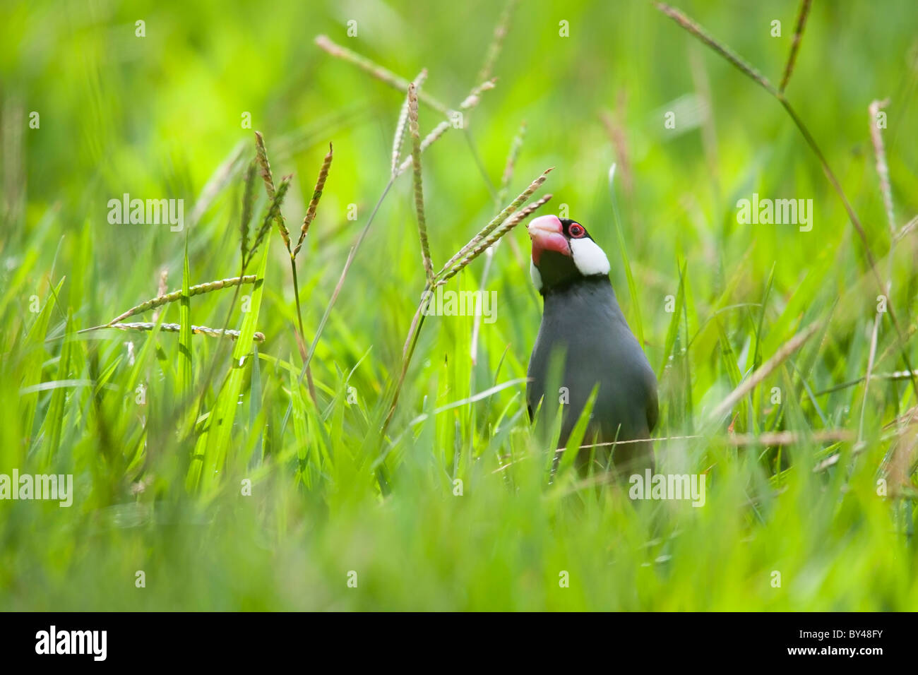 Sparrow in the grass hi-res stock photography and images - Alamy