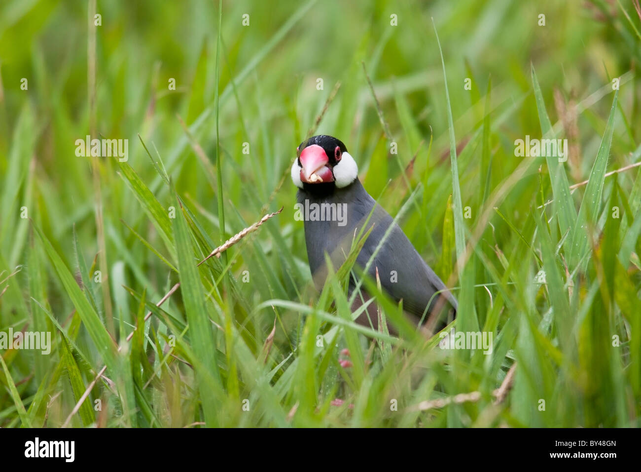 Java Finch High Resolution Stock Photography and Images - Alamy