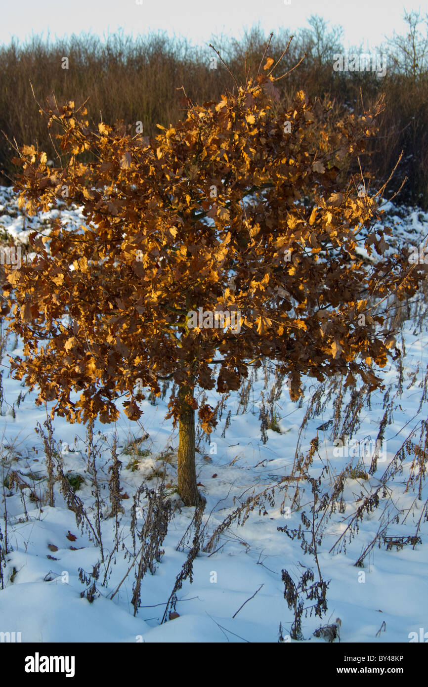 Small tree and grasses in snow, Totteridge London UK Stock Photo - Alamy