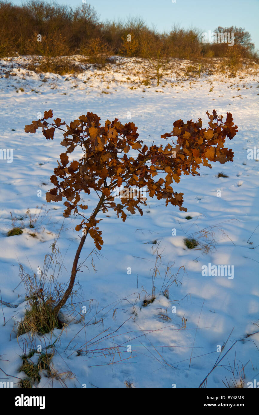 Small oak tree in winter Totteridge London UK Stock Photo - Alamy