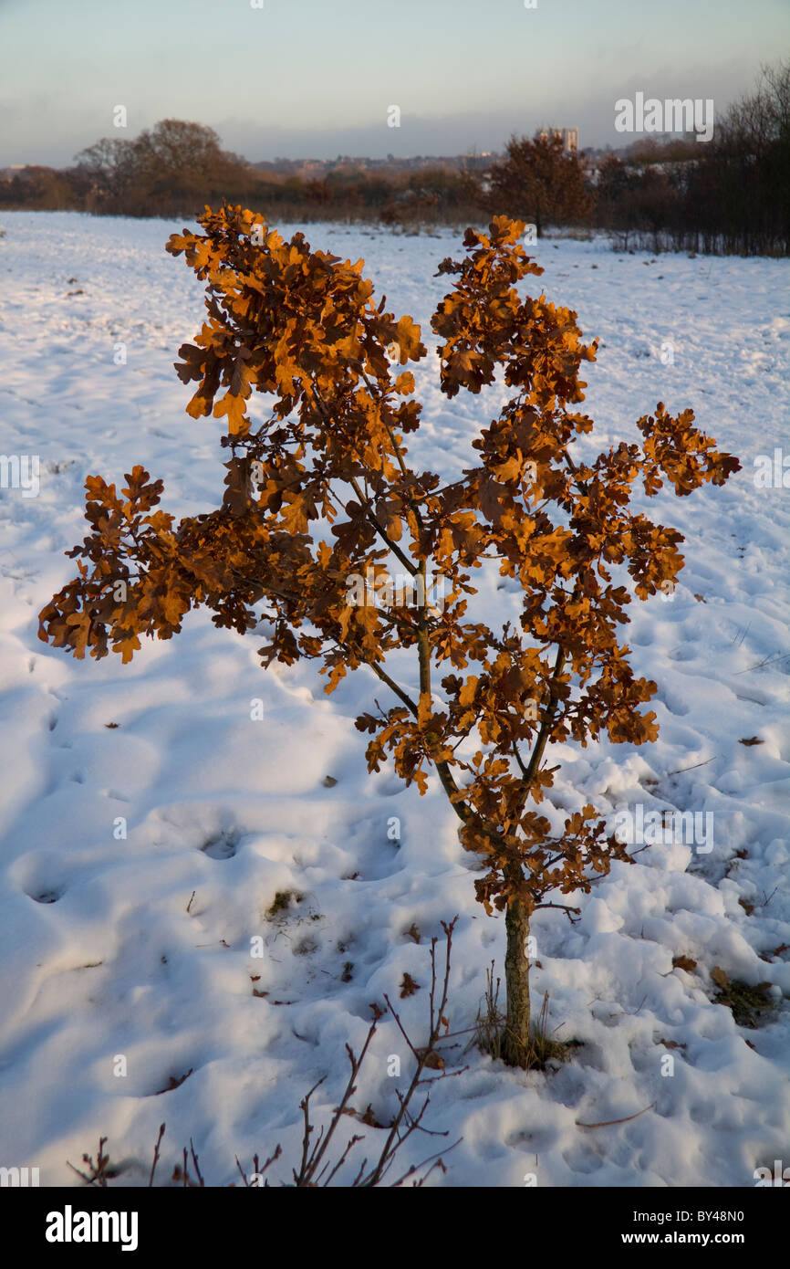 Oak Tree In Winter Image Of Single Deciduous Oak Tree In Winter With