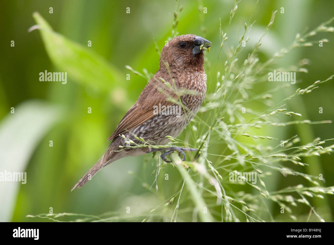 Nutmeg Mannikin (Lonchura punctulata) eating grass Stock Photo - Alamy
