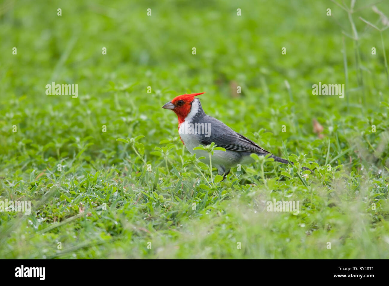 Red-crested Cardinal (Paroaria coronata) foraging in the grass Stock ...