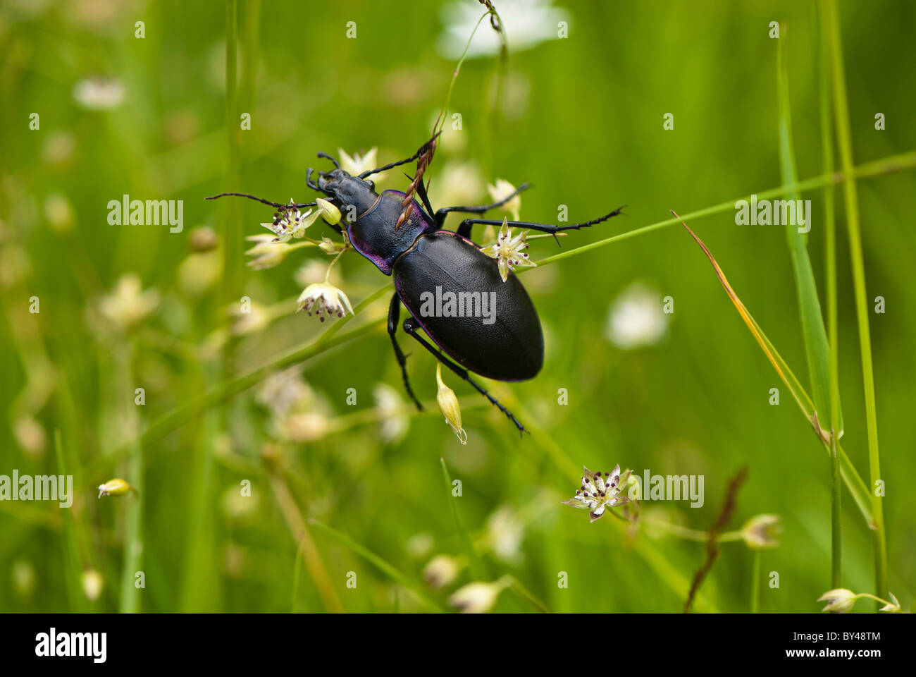 Ground beetle Abax parallelepipedus. in grass. Native of Europe. In ...