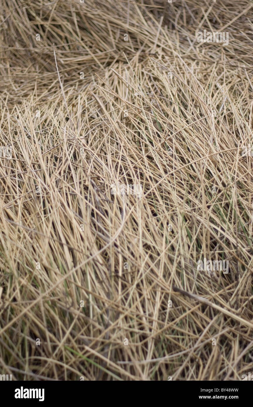 Bended dry grass Stock Photo - Alamy