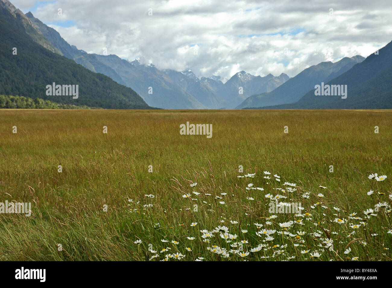 Knobs Flat grassland and southern alps mountains South Island new ...