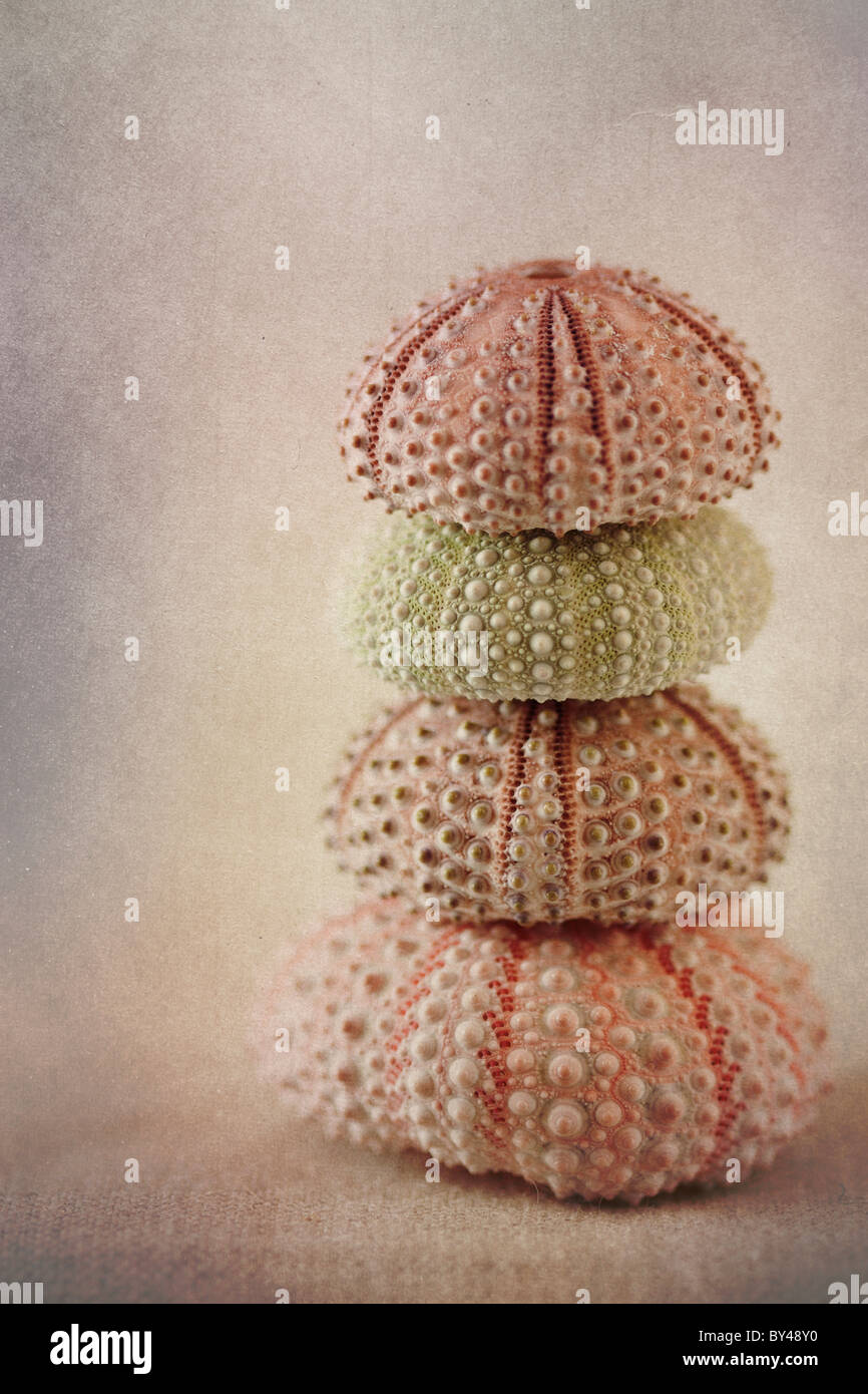 Stack of sea urchin shells on a textured background Stock Photo - Alamy