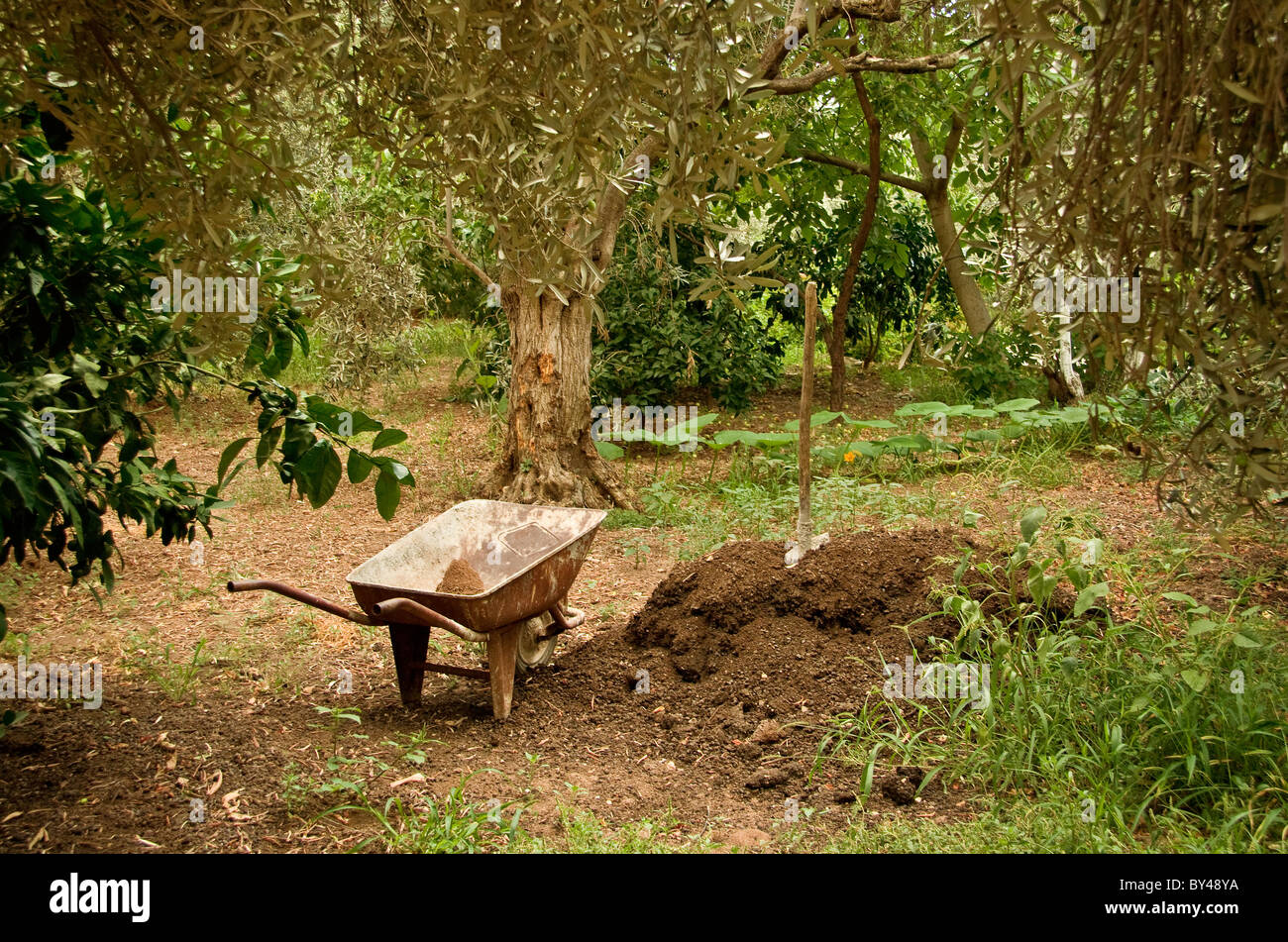 A wagon/wheelbarrow next to manure hill and spade, under olive trees ...
