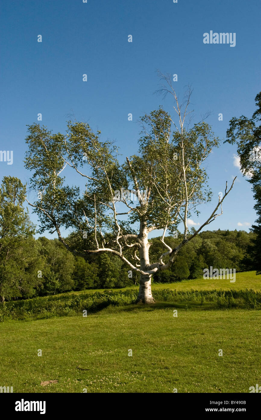 Majestic specimen stands hi-res stock photography and images - Alamy