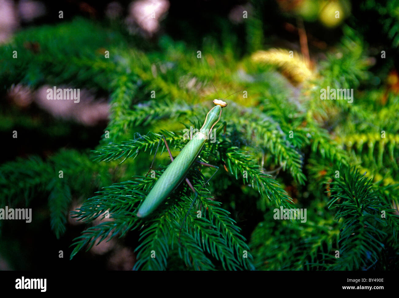 Praying Mantises Native High Resolution Stock Photography and Images ...