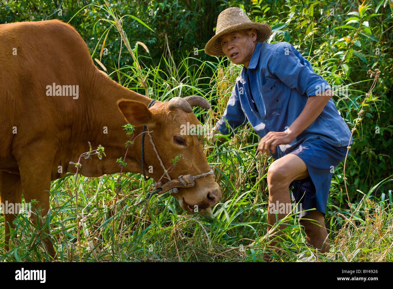Old Dai man grazing his cow Ganlanba (Menghan), Jinghong, Yunnan ...