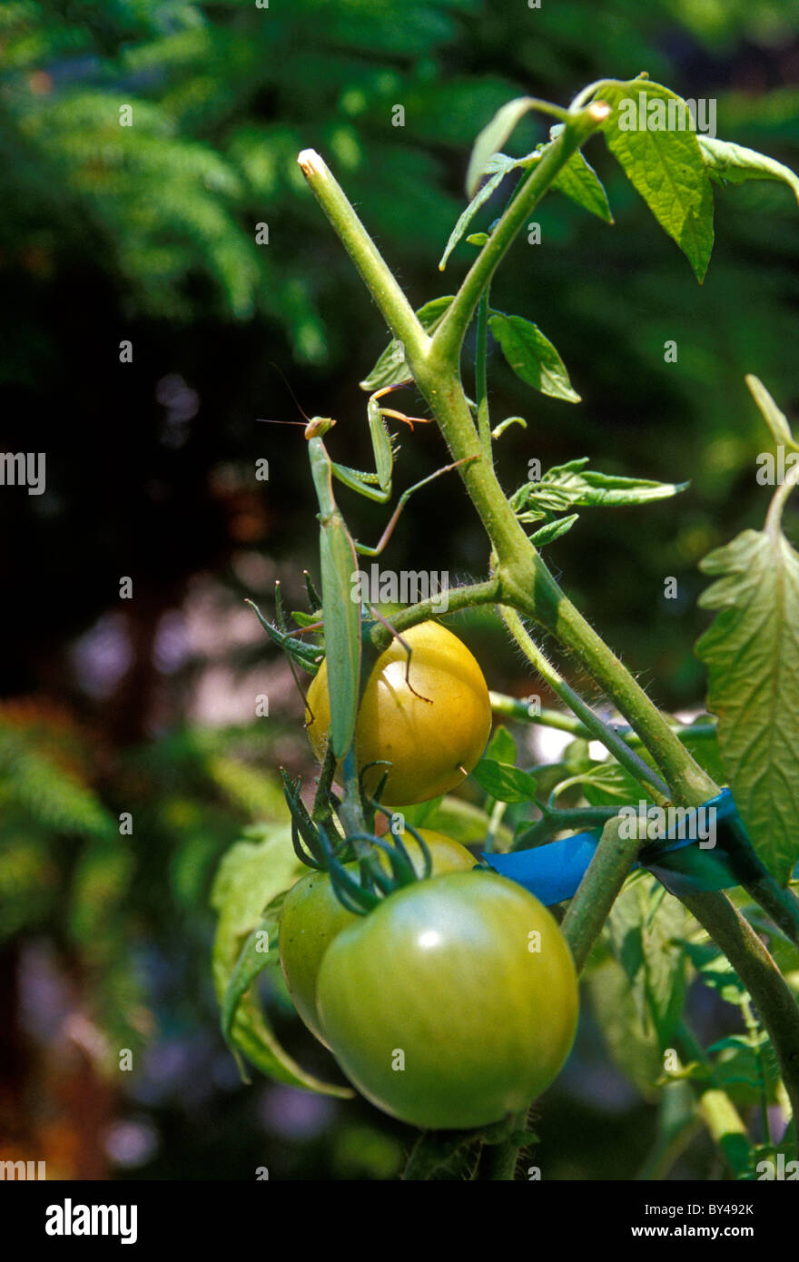 Praying mantis, carnivore, city of Novato, Marin County, California ...