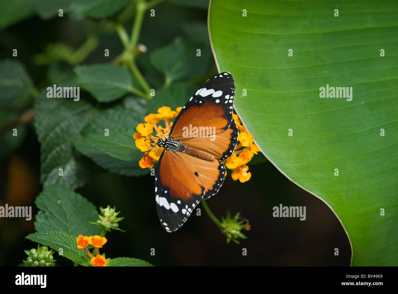 Plain tiger butterfly african monarch danaus chrysippus kew botanical ...