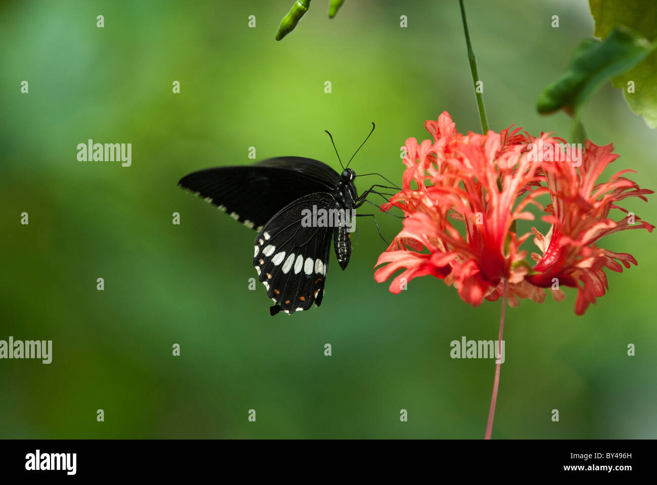 Numata butterfly hi-res stock photography and images - Alamy