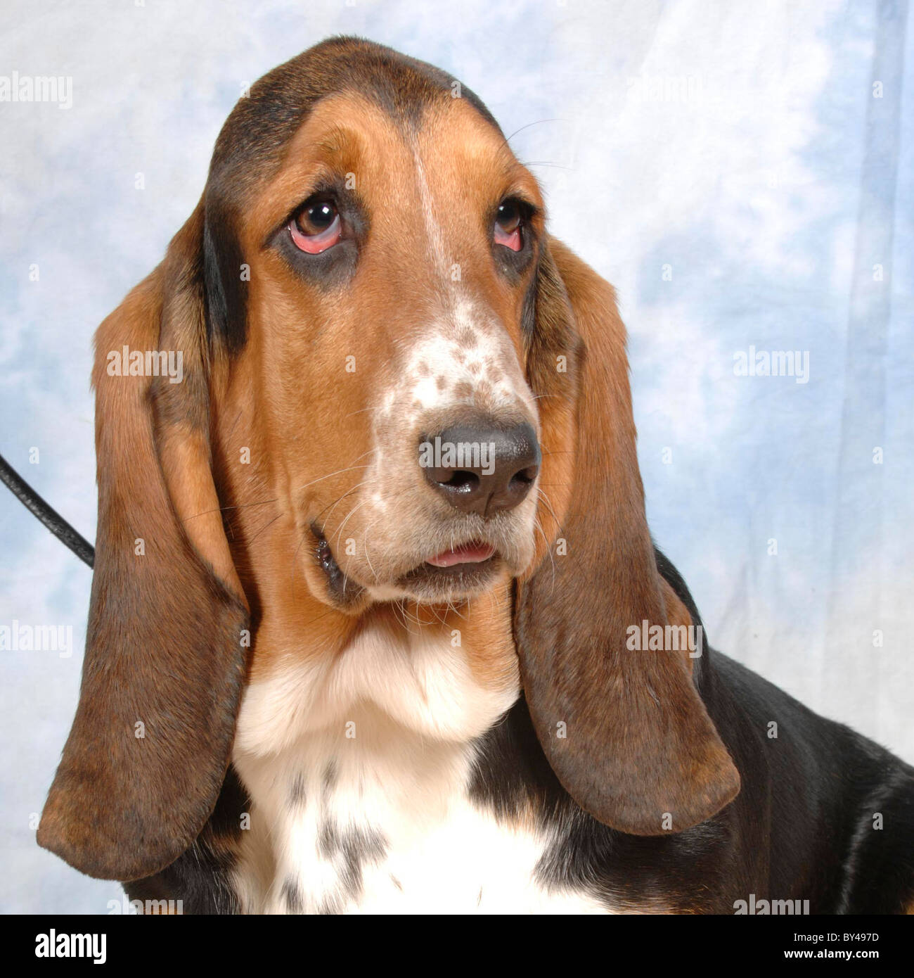 Hound Dog Eyes High Resolution Stock Photography and Images - Alamy