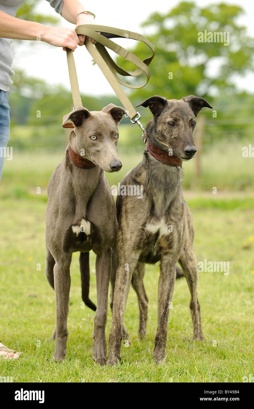 two lurchers about to be loosed on a rabbit Stock Photo - Alamy