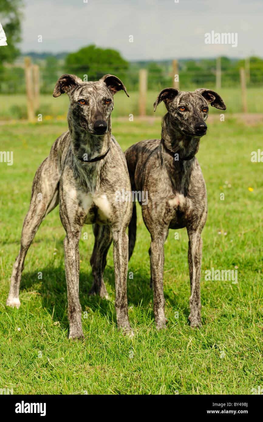 Lurchers High Resolution Stock Photography and Images - Alamy