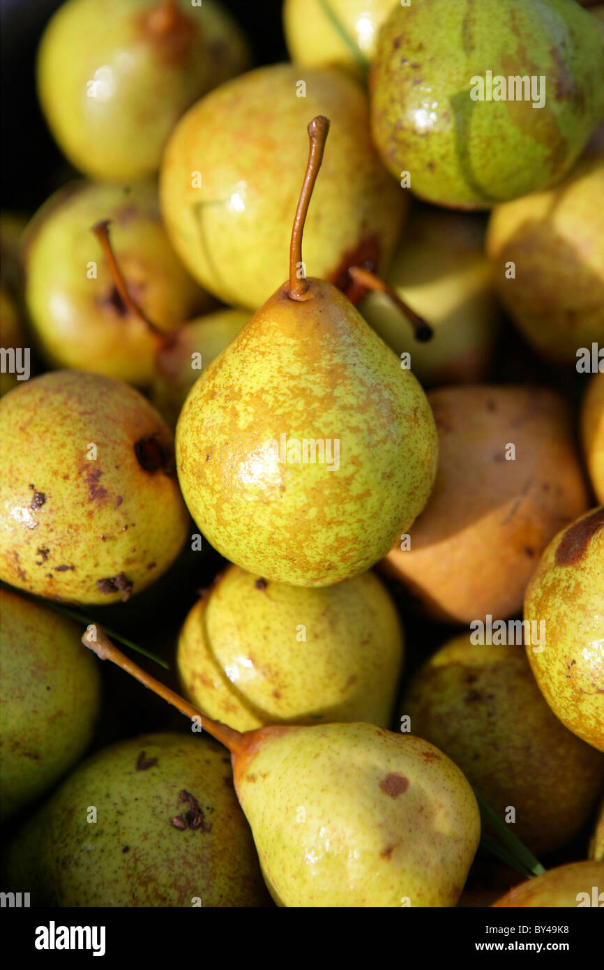 Perry pears hi-res stock photography and images - Alamy