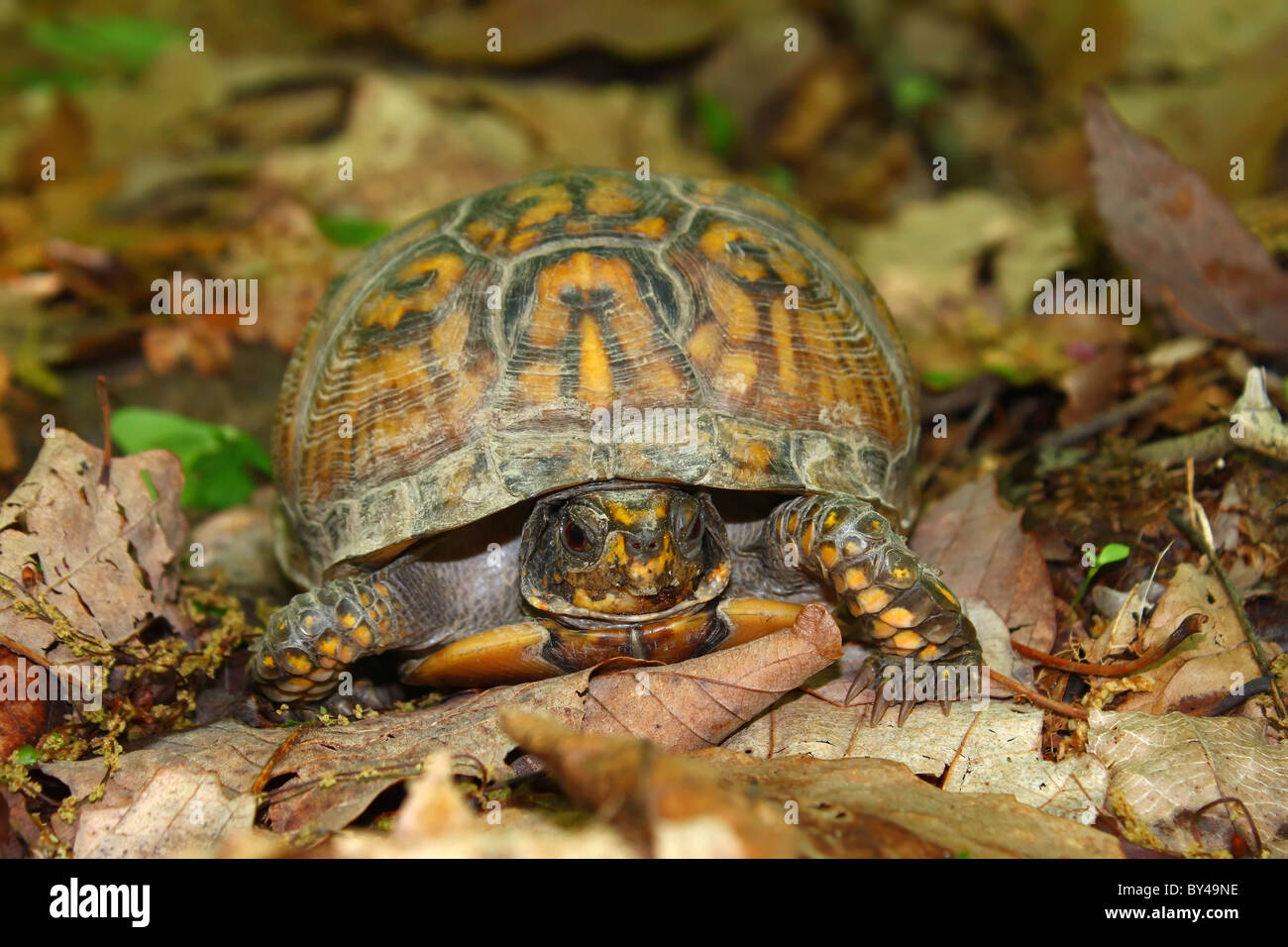 Box turtle usa leaf hi-res stock photography and images - Alamy
