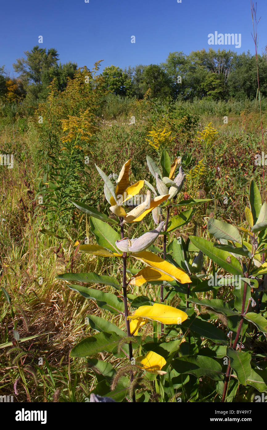 Pecatonica wetlands hi-res stock photography and images - Alamy
