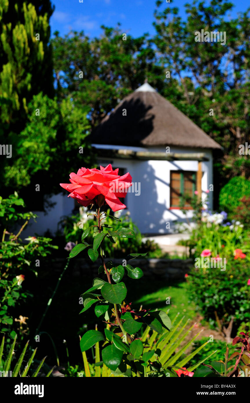 Red rose blooms in a flower garden. Prince Albert, South Africa Stock ...