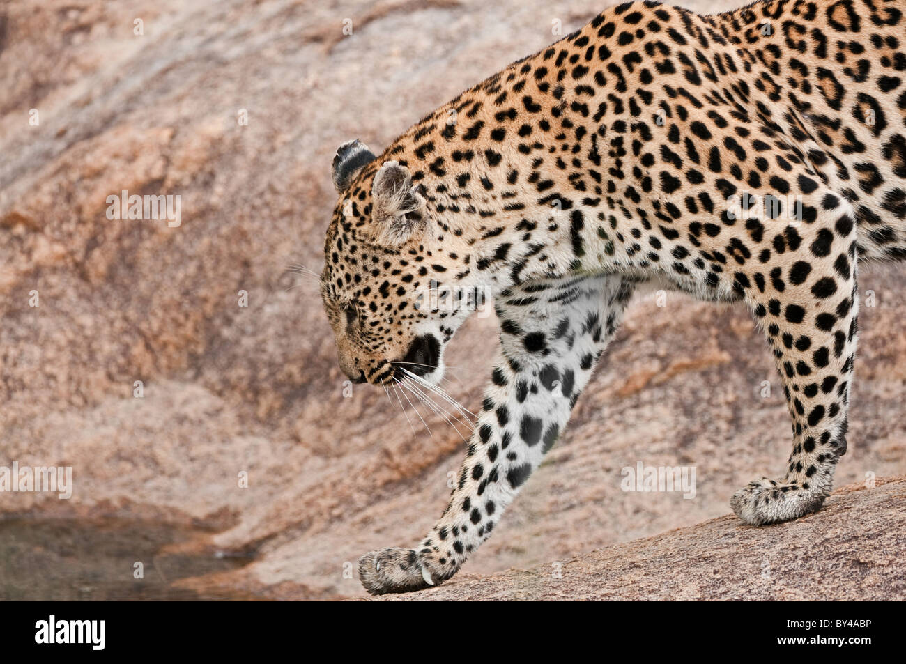 Female leopard walking on river rocks in Africa Stock Photo - Alamy