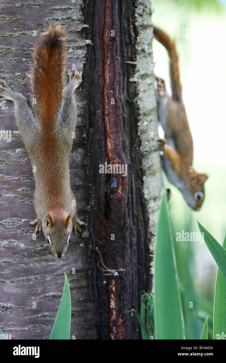 Two American red squirrels on a cherry tree trunk Stock Photo - Alamy