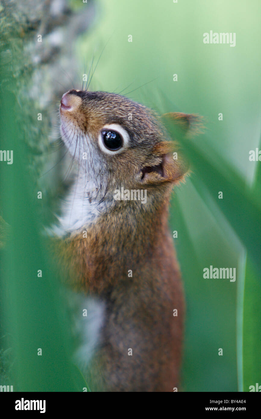 Baby red squirrel Stock Photo - Alamy
