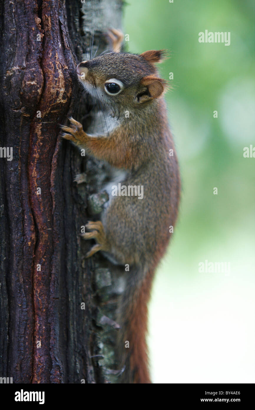 Baby red squirrel Stock Photo - Alamy