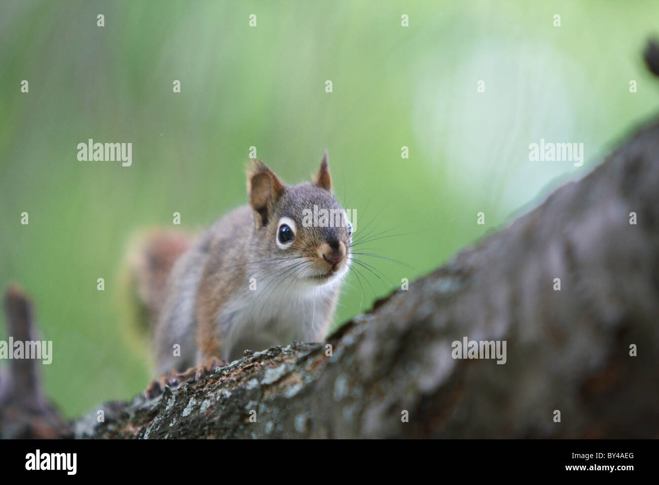 Baby red squirrel Stock Photo - Alamy