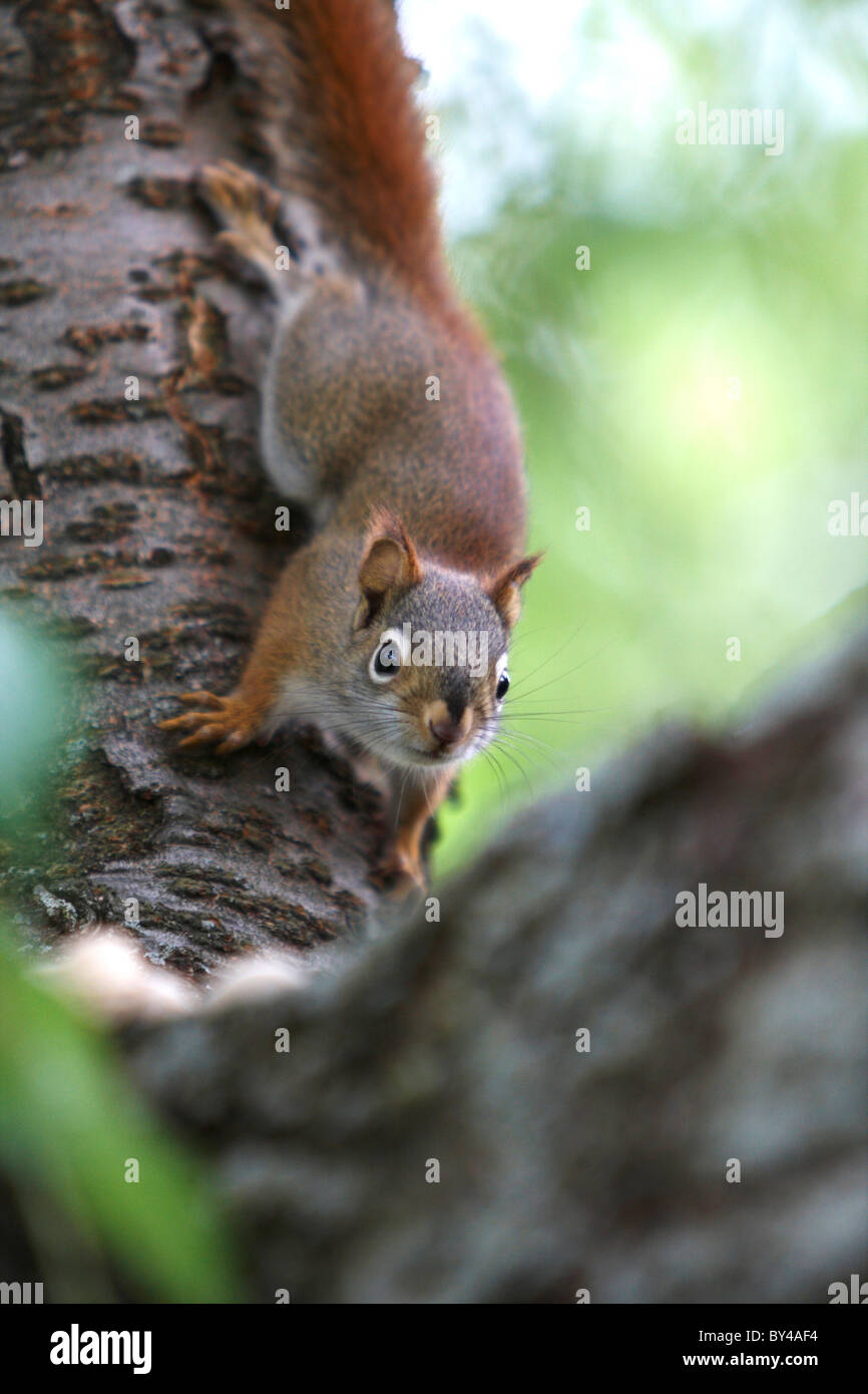 Adolescent squirrel hi-res stock photography and images - Alamy