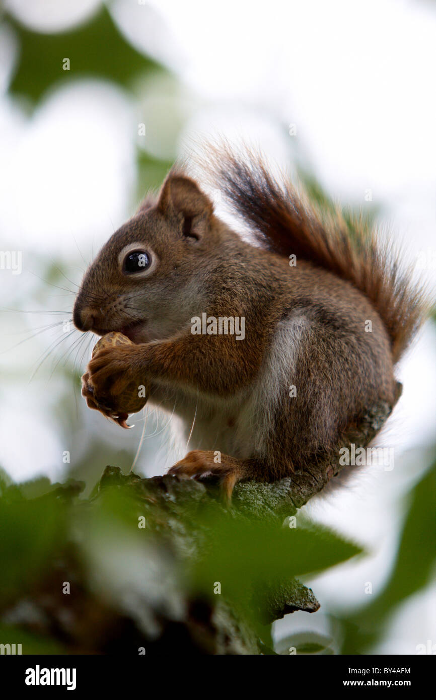 Baby red squirrel hi-res stock photography and images - Alamy