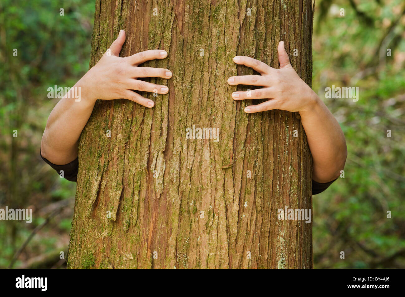 A person hugs a large tree Stock Photo - Alamy