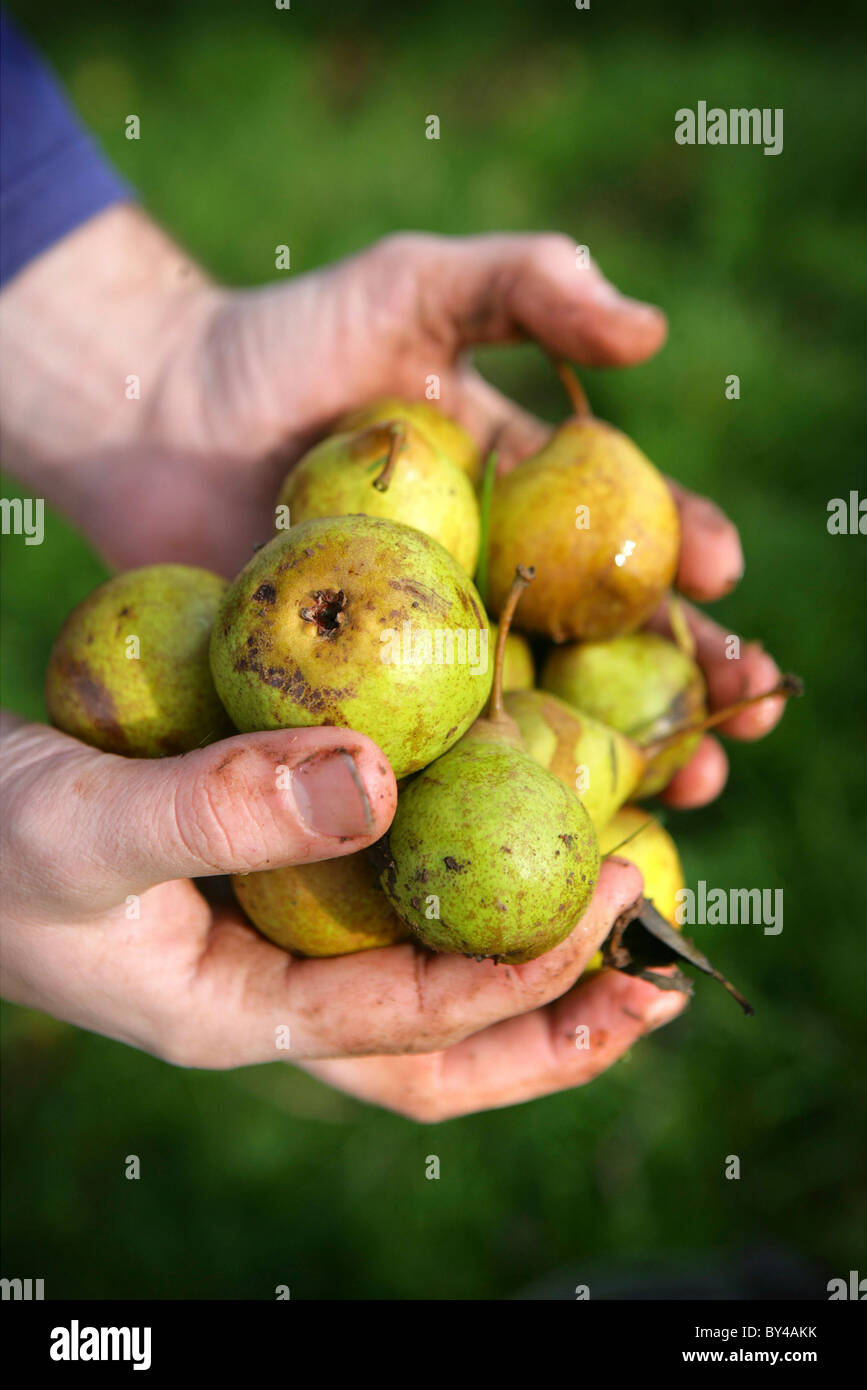 A hand full of pears at a Pear Harvest Stock Photo - Alamy