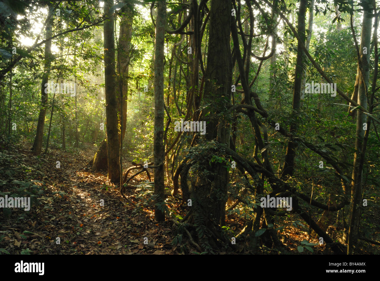 Tropical monsoon forest hi-res stock photography and images - Alamy
