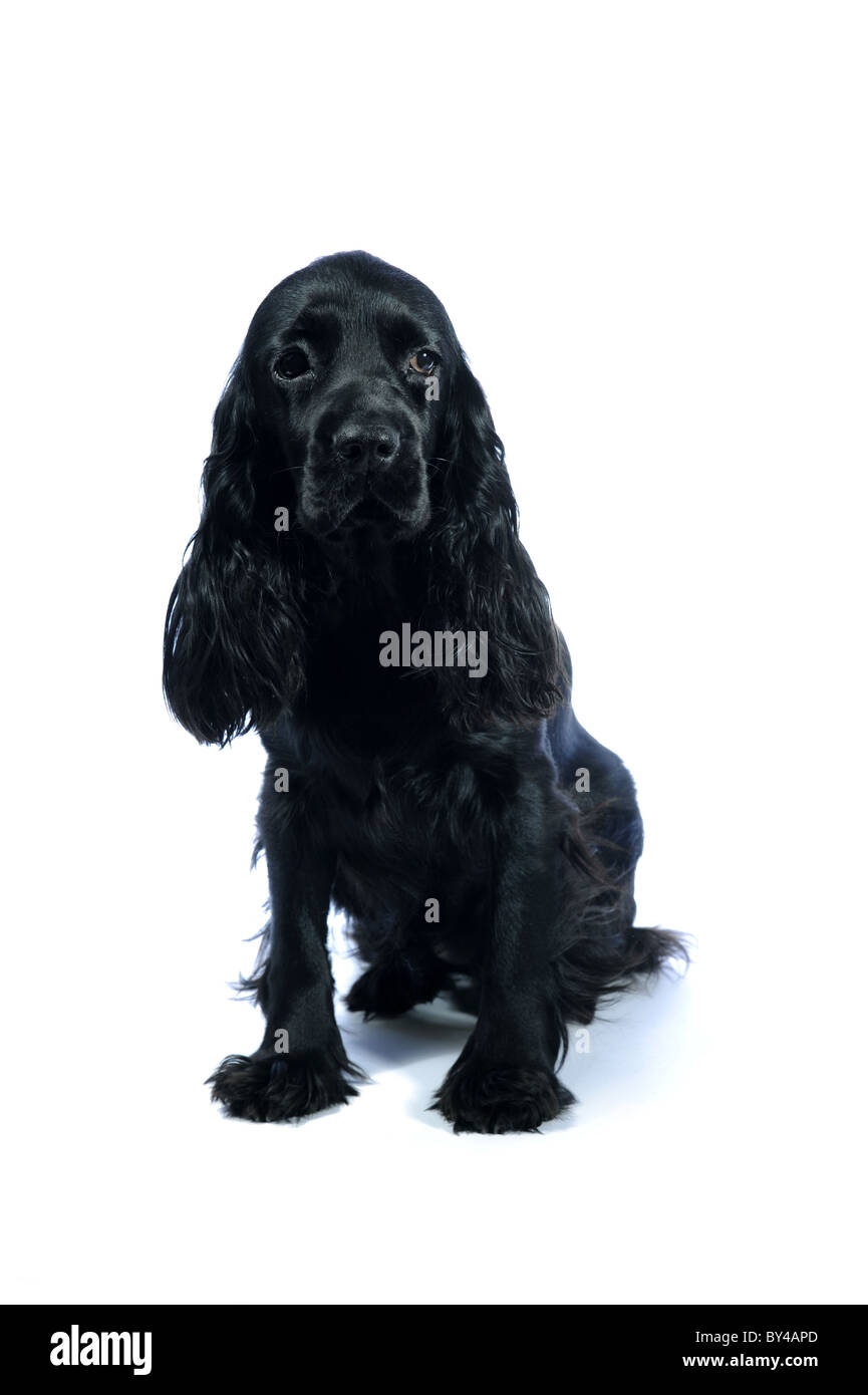 Cocker spaniel breed hi-res stock photography and images - Alamy
