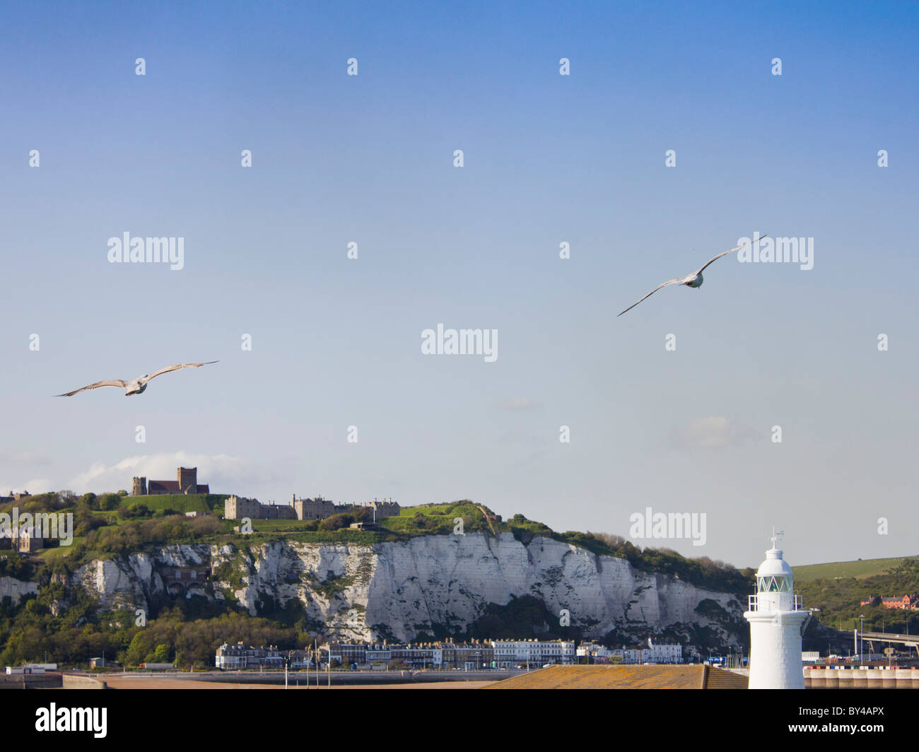 White Cliffs of Dover with Lighthouse and Seagulls Stock Photo - Alamy
