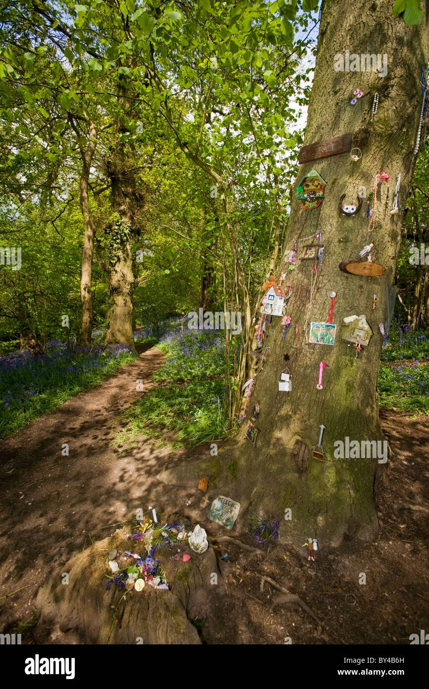 Merlin's enchanted tree in a woodland in Hampshire, England, UK Stock ...